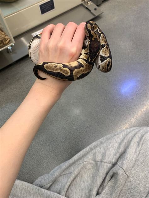What Gender Is This Python Pictures Attached R Ballpython