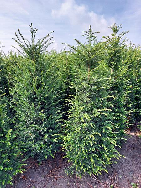 English Yew Hedging Plants Taxus Baccata X12 7 8ft Full Pallet Of