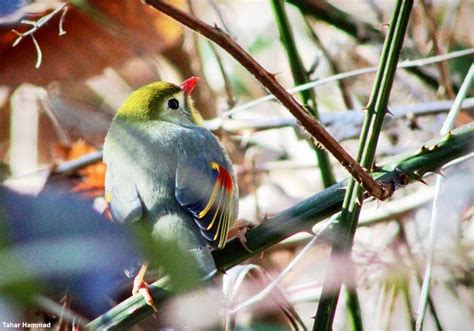 Léiothrix Jaune Leiothrix Lutea Red Billed Leiothrix