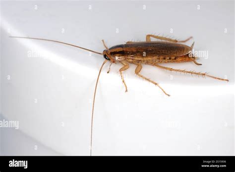 Adult German Cockroach Blattella Germanica On The Cream Container