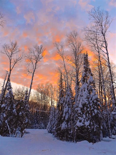 Free Images Tree Nature Forest Branch Snow Sky Sunset Morning Frost Evening Weather