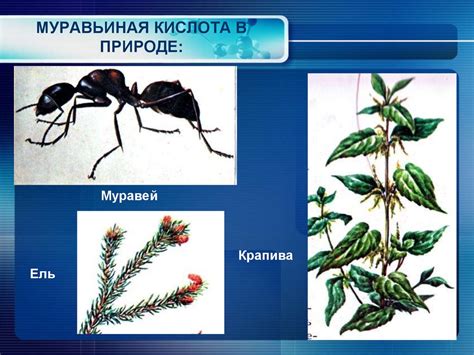 Муравьиная и уксусная кислоты – важнейшие представители предельных ...