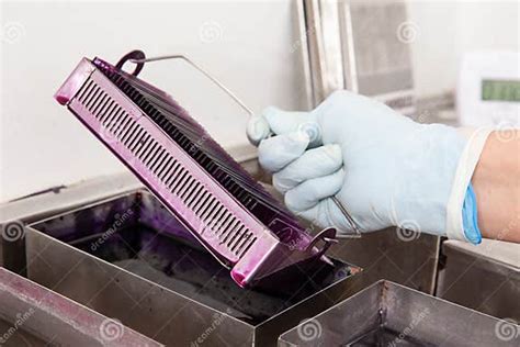 Scientist Staining Microscope Slides For Cytology Studies In The