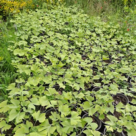 ‎گلکده افرا‎ ‎ژینگو یا جینکو درختی از شرق آسیا که خزان بسیار زیبایی داره سطل ۳ دوساله تعداد