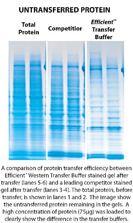 Protein Transfer Buffers G Biosciences Transfer Buffers