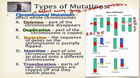Inversion Mutation Images