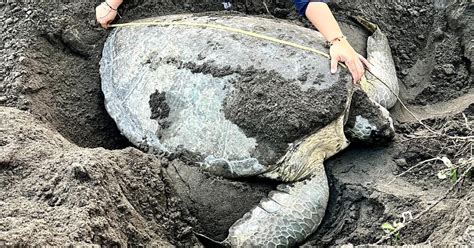 Descubren Gigantesca Tortuga Verde Con Caparazón De Más De Un Metro De