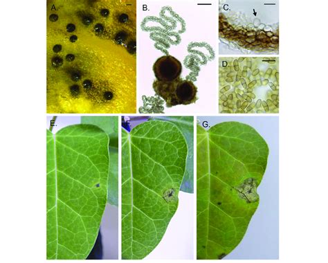 Ascochyta Araujiae A Pycnidia Developed On Affected Tissue B