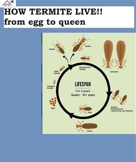 Fumigation For Drywood Termites In Mumbai At ₹ 2000session In Navi