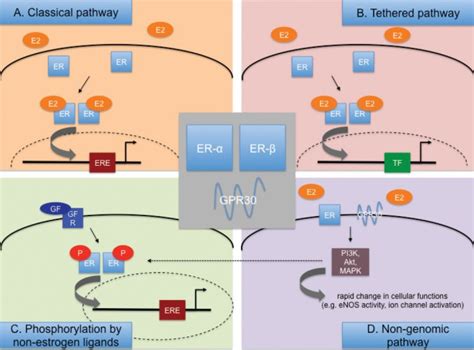 Gender Sex Hormones And Pulmonary Hypertension Pmc