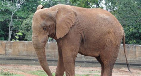 Wordpress Ajax To Avoid Timeouts Sal Ferrarello