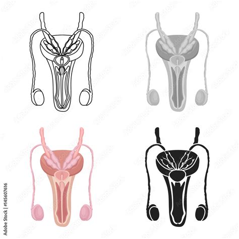 Male Reproductive System Icon In Cartoon Style Isolated On White
