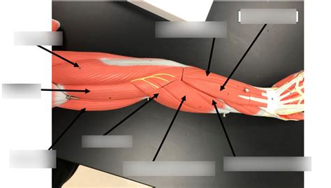 Extensor Muscles Diagram Quizlet