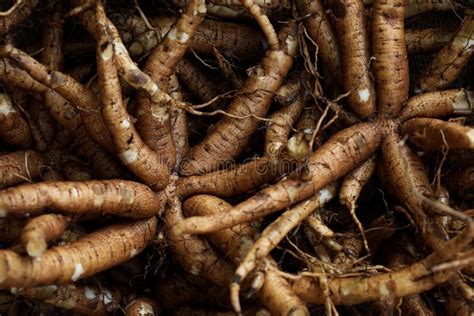 Coleus Forskohlii Root Coleus Barbatus Root Stock Image Image Of