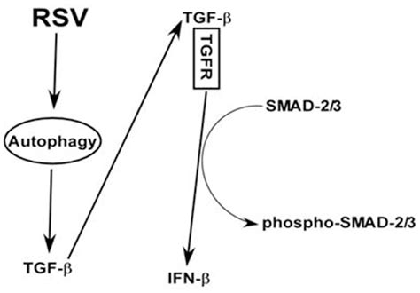 Tgf β Regulates Rsv Replication In Macrophages And Ifn β Production
