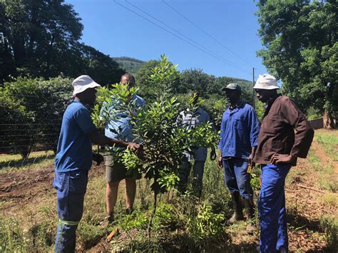 Macadamia Tree Pruning By Amorentia Estate And Nursery