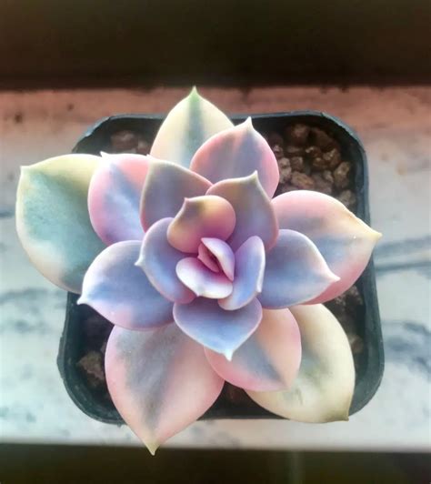 Easter Rainbow 💐🍬🌈 Scrolller