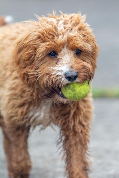 Premium Photo Cockapoo Holding A Ball