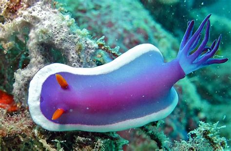 Class Gastropoda Facts And Records About Gastropods Earth Life