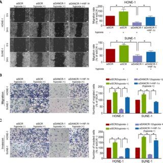 LncRNA DANCR Promotes NPC Cell Migration And Invasion In Vitro A