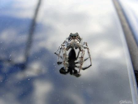 Jumping Spider Animation Gif Find Share On Giphy