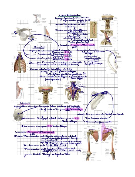 Trigonum Caroticum Organmorphologie I Meduni Wien Studocu