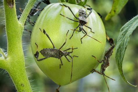 Tomato Plant Bugs Leaf Footed Bugs Tomato Pest Garden Austin