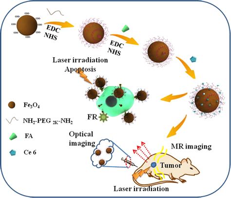 Schematic Of Mnps Peg 2k Fa Ce6 Nanoprobes For In Vitro Vivo Imaging