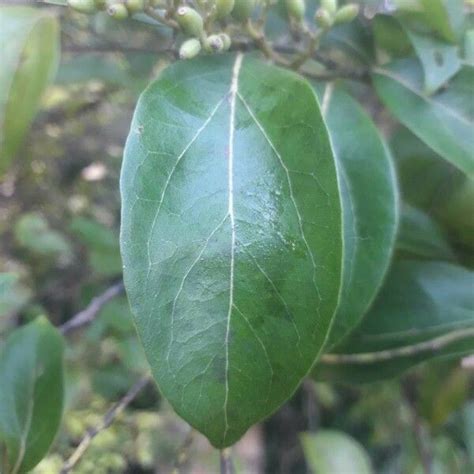 Cryptocarya Lifuensis Plant Care And How To Grow Water