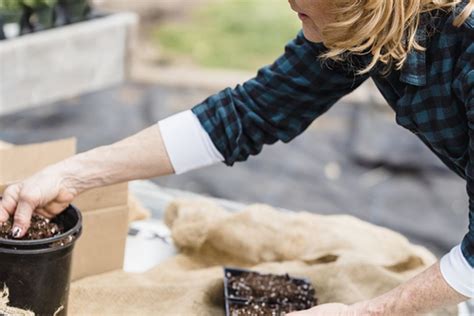 Готуємось до дачного сезону коли сіяти овочі на розсаду