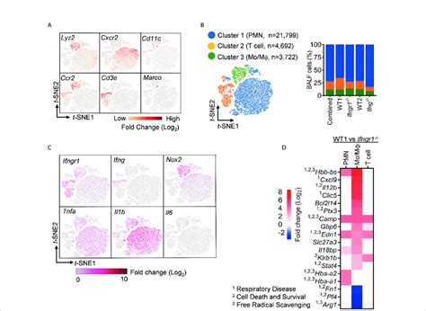 Ifn G Induces Robust Upregulation Of Inflammatory Disease Genes In Download Scientific Diagram