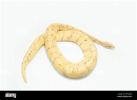 A Light Colored Banana Ball Python Coiled On A White Surface With Its Yellow And Black Spots
