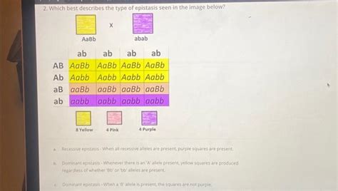 Solved 2 Which Best Describes The Type Of Epistasis Seen In Chegg Com