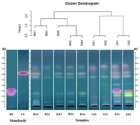 cluster dendrogram from hierarchical cluster analysis hca and tlc