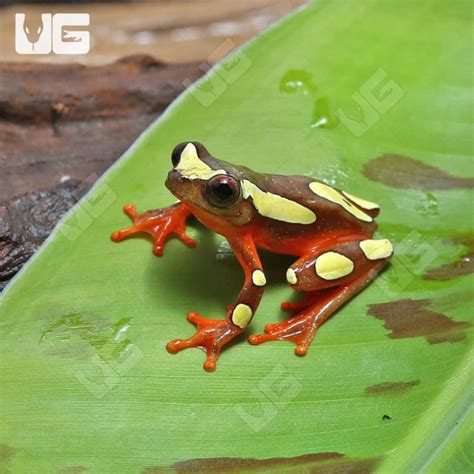Dumpy Tree Frogs For Sale Underground Reptiles