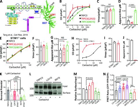 Stim1 Controls Receptor Mediated Stimulation Of Trpc3 A The Domains