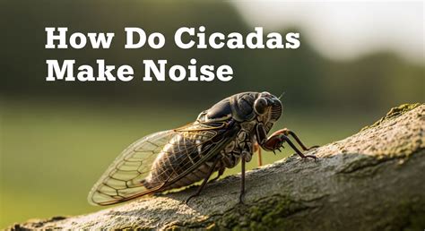 How Do Cicadas Make Noise With Super Loud Buzz 2026