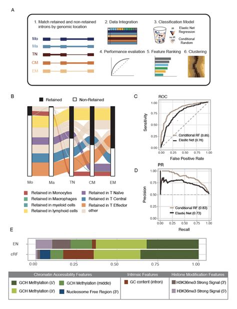 Analysis Of Dynamics Intron Retention A Modified Modelling Strategy