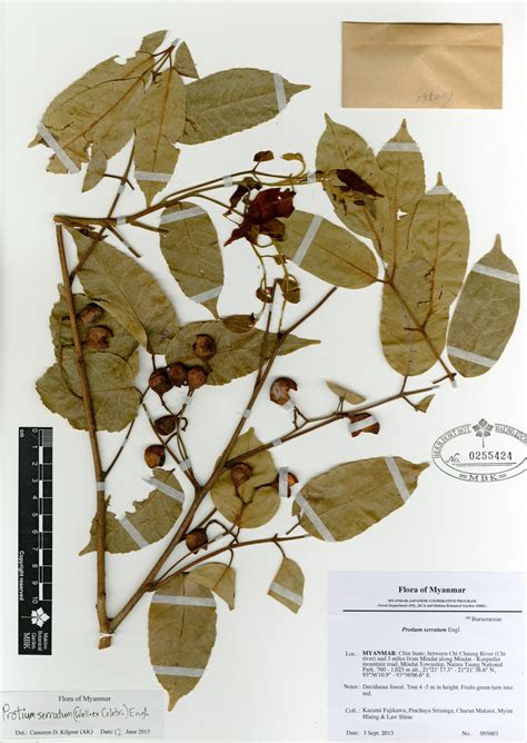 Protium Serratum Wall Ex Colebr Engl Myanmar Vascular Plants