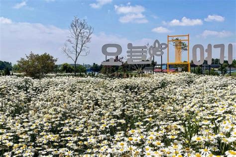 그림같은 샤스타데이지 감상하려면 여기 5월에 가볼 만한 감성 카페 투어 4곳