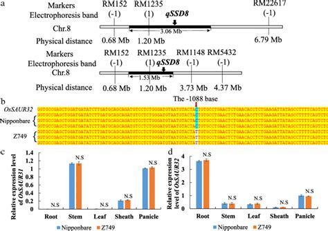 Fine Mapping Of Qssd8 And Analysis Of Dna Sequence And Expression