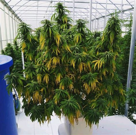 Colin Clark On Linkedin Cannabis Research Pythium Cannabispythium