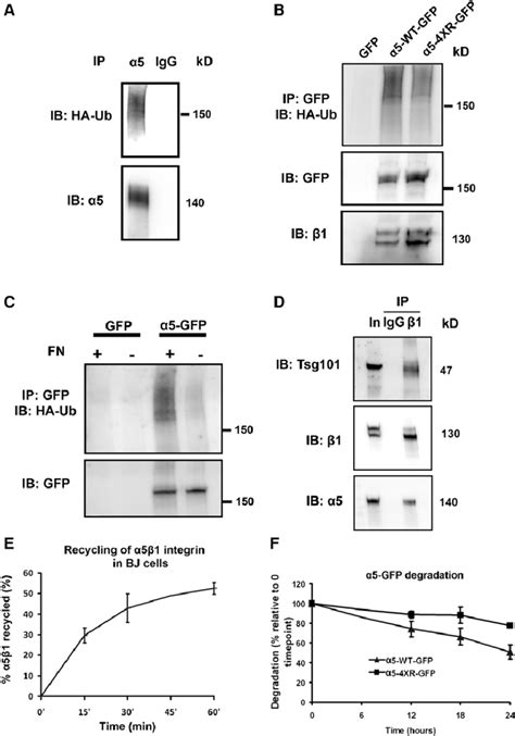 A5b1 Integrin Is Ubiquitinated Upon Binding To Fibronectin Which