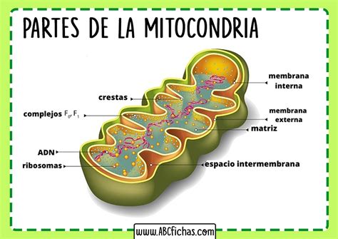 La Mitocondria Funcion Estructura Y Partes Que La Componen