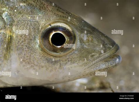 Portrait Of Spotted Sea Bass Dicentrarchus Punctatus Ile Doleron