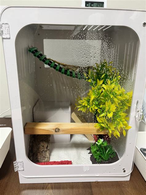 크레스티드게코 사육장셋팅 지식in