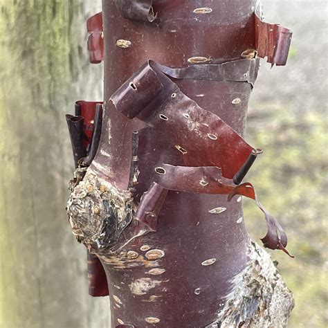 Prunus Serrula Harley Nursery