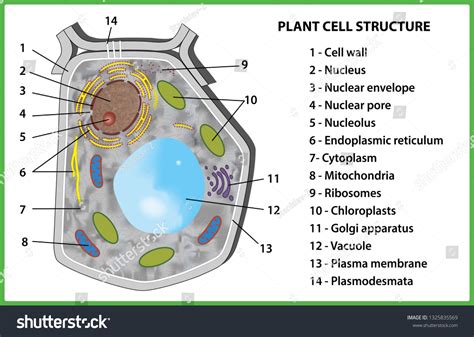 Plant Cell Nuclear Envelope