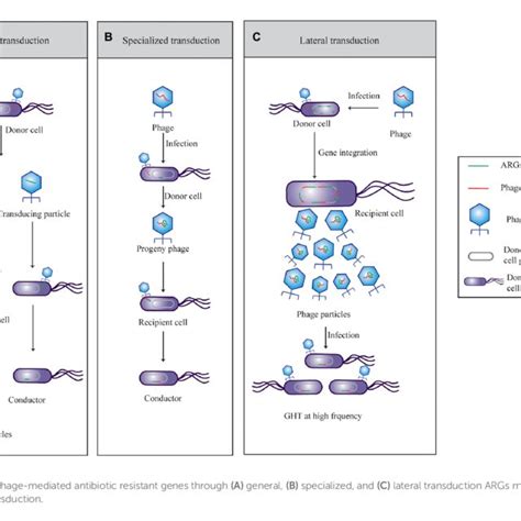 Lytic And Lysogenic Phages Can Contribute To Bacterial Antimicrobial Download Scientific