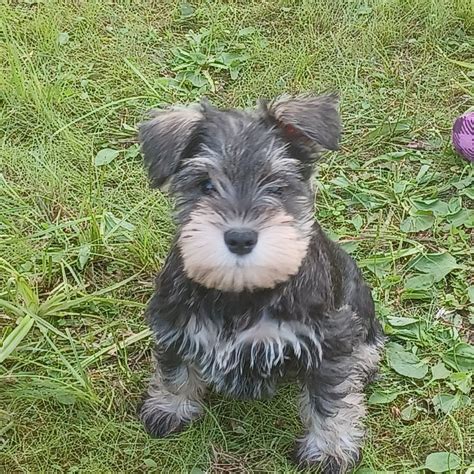 Miniature Schnauzer Puppies For Sale 1500 Ogema Mn 644754